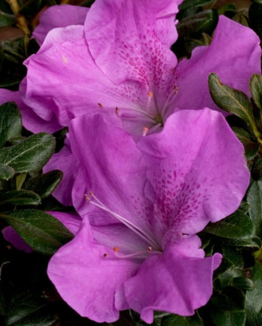 Autumn Lilac Encore® Azalea – My Store